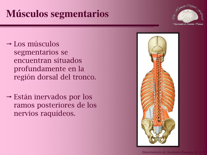 PPT - UNIDAD 2. Dorso PowerPoint Presentation - ID:656835
