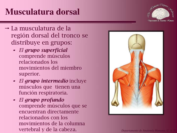 PPT - UNIDAD 2. Dorso PowerPoint Presentation - ID:656835