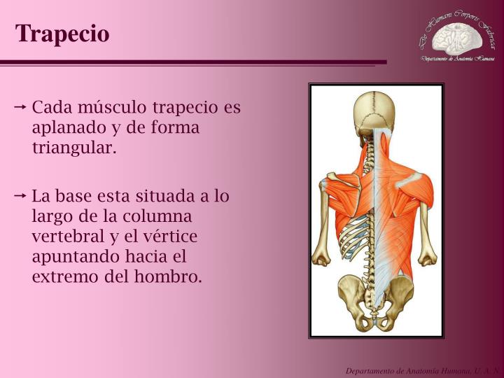 PPT - UNIDAD 2. Dorso PowerPoint Presentation - ID:656835
