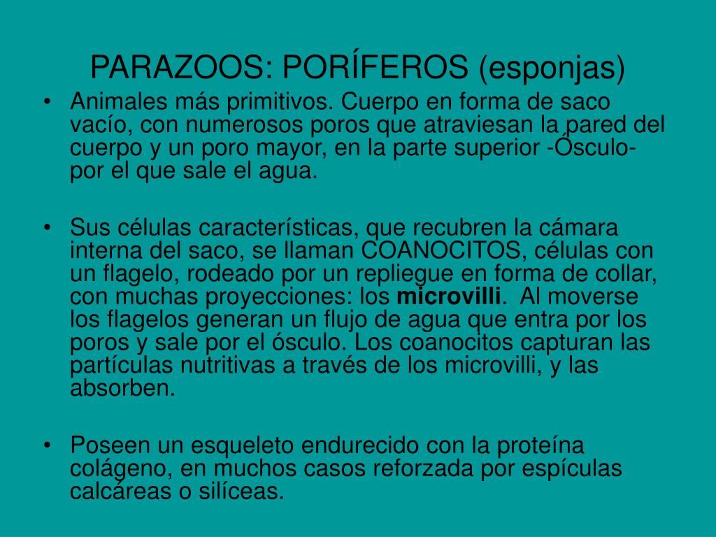 PPT - CLASIFICACIÓN DELOS ANIMALES Parte I: Poríferos, Celentéreos ...
