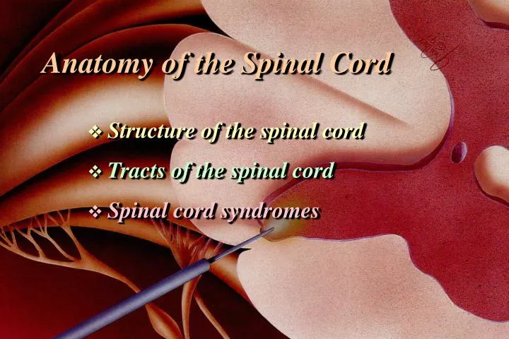 PPT - Anatomy of the Spinal Cord Structure of the spinal cord Tracts of ...