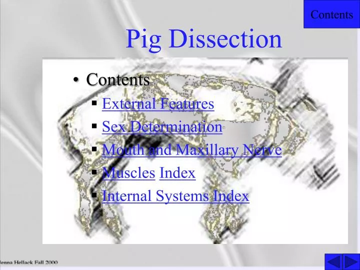 PPT - Pig Dissection PowerPoint Presentation, free download - ID:657490