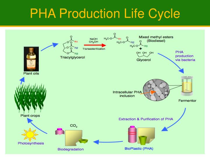 PPT - Use of Biodiesel Waste Glycerol in the Bacterial Production of Polyhydroxyalkanoate (PHA ...