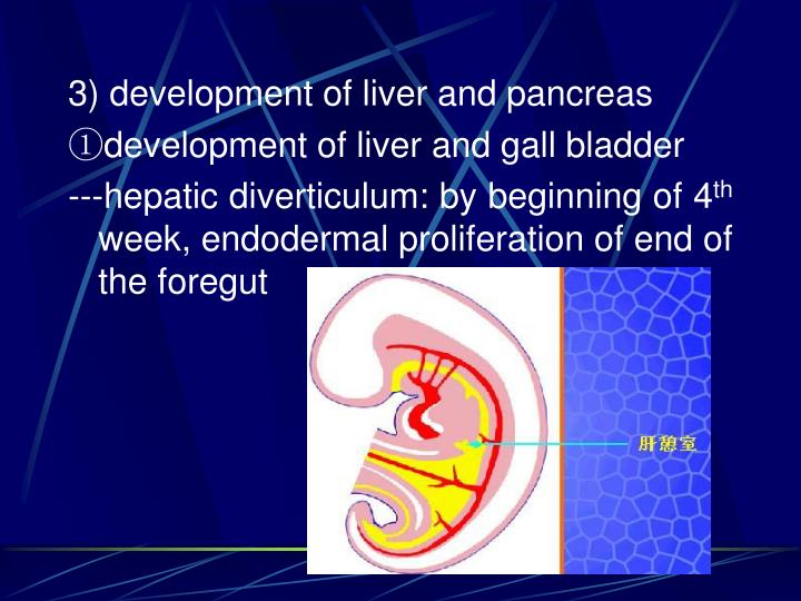 PPT - Chapter 24 Development of digestive and respiratory system ...