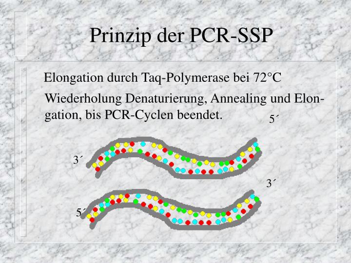 PPT - PCR - Methoden PowerPoint Presentation - ID:659236