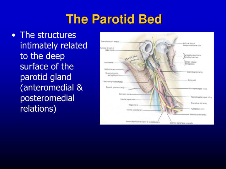 PPT - The Parotid Region PowerPoint Presentation - ID:659390