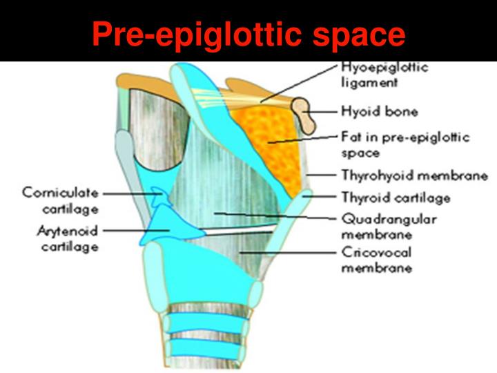 PPT - Anatomy & Physiology of Larynx PowerPoint Presentation - ID:659658