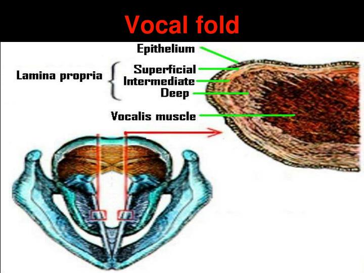 PPT - Anatomy & Physiology of Larynx PowerPoint Presentation - ID:659658