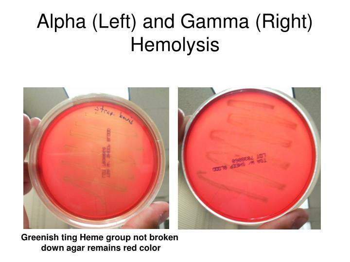 PPT - Microbiology PowerPoint Presentation - ID:660132