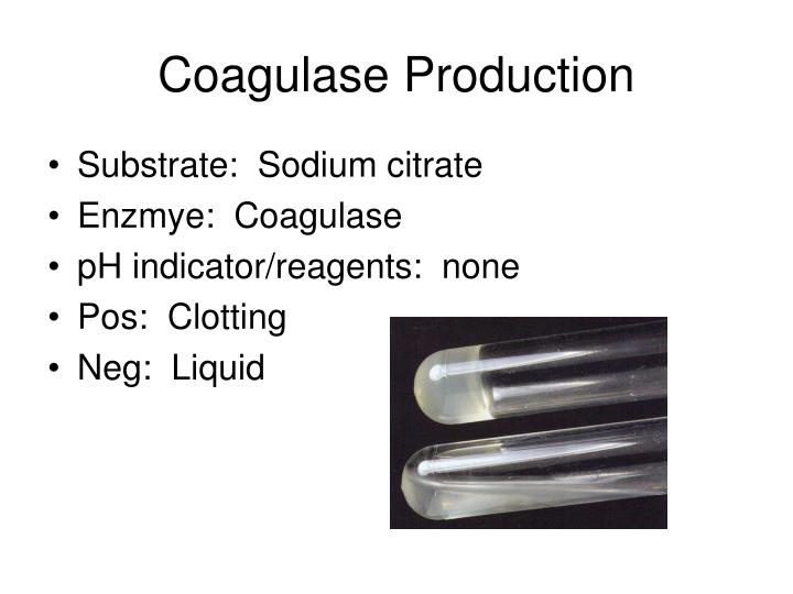 PPT - Microbiology PowerPoint Presentation - ID:660132