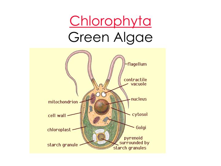PPT - Fig. 16.4 PowerPoint Presentation - ID:661736