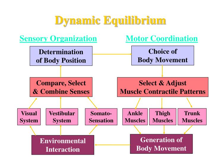 PPT - Dynamic Posturography PowerPoint Presentation - ID:662138