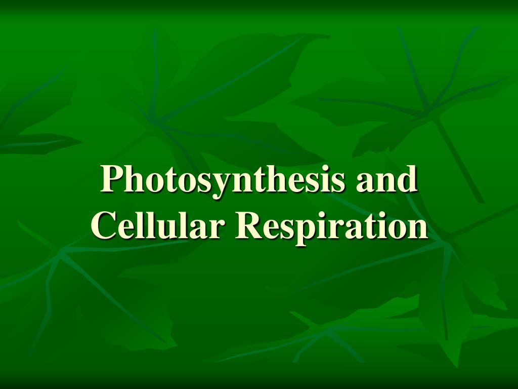 Photosynthesis Vs Cellular Respiration Ppt Photosynthesis Vs Cellular Respiration Ppt