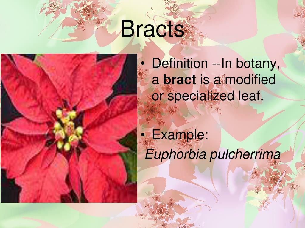 PPT - Anatomy of Flower Parts PowerPoint Presentation, free download ...