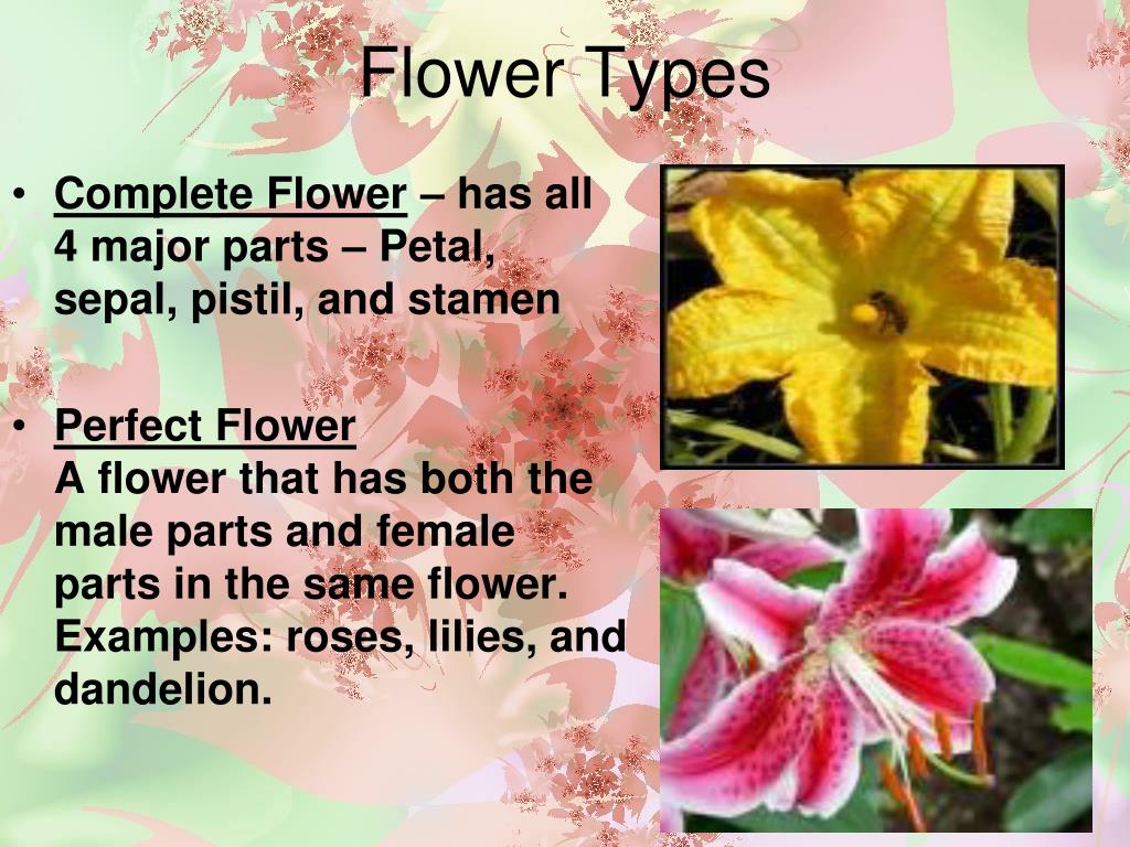 PPT - Anatomy of Flower Parts PowerPoint Presentation, free download ...