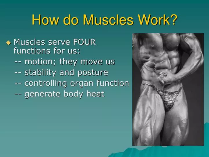 PPT How Do Muscles Work PowerPoint Presentation Free Download ID PPT How Do Muscles Work PowerPoint Presentation Free Download ID