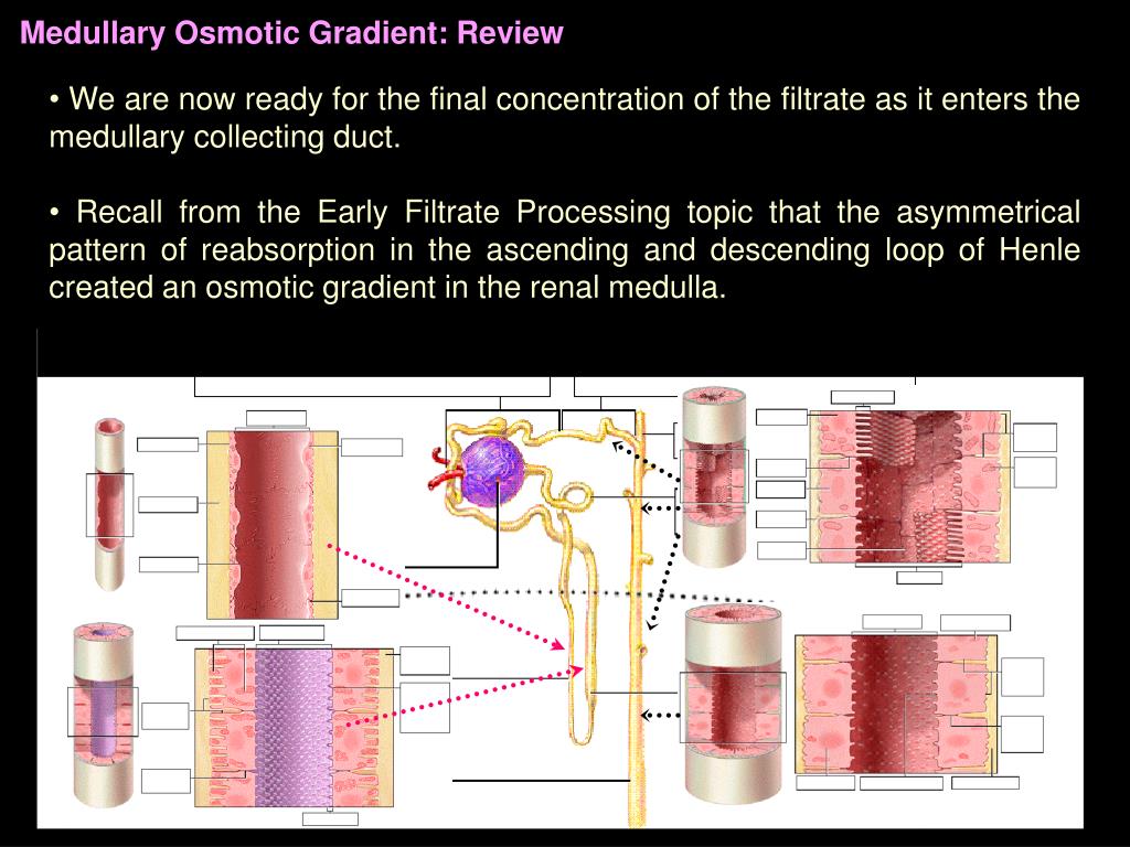 PPT - Fisiologia Renal Quarta parte: Mecanismos tubulares II PowerPoint ...