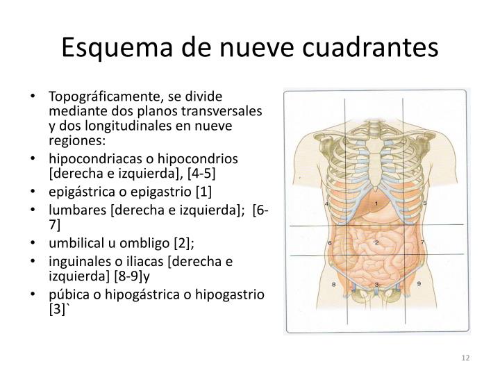 PPT - TEMA III ABDOMEN PowerPoint Presentation - ID:663003