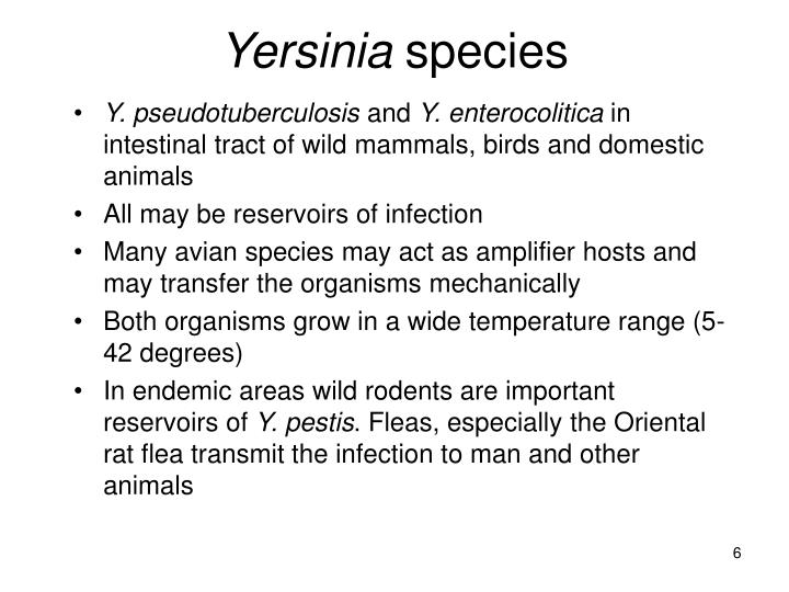 PPT - Yersinia PowerPoint Presentation - ID:663123