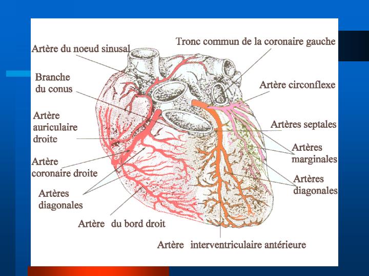 PPT - TROUBLES DU RYTHME PowerPoint Presentation - ID:664131