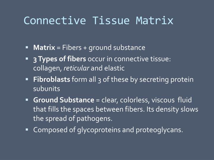 PPT - ABOUT CONNECTIVE TISSUE ………. PowerPoint Presentation - ID:664568