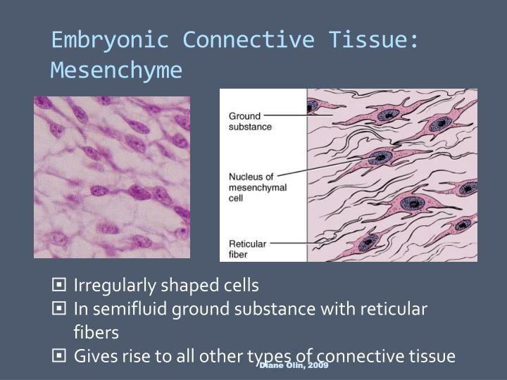 PPT - ABOUT CONNECTIVE TISSUE ………. PowerPoint Presentation - ID:664568