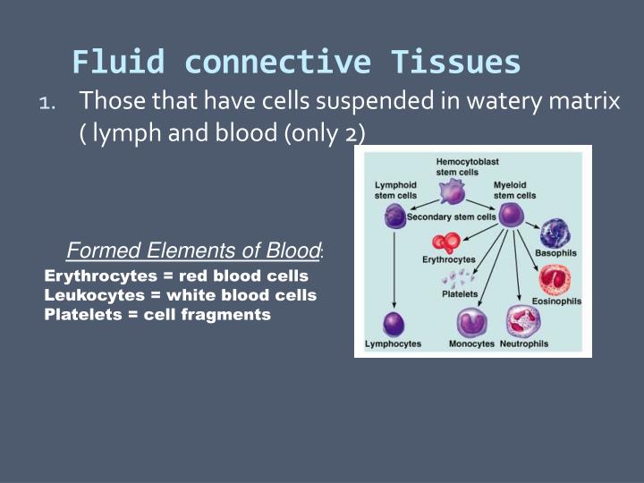 PPT - ABOUT CONNECTIVE TISSUE ………. PowerPoint Presentation - ID:664568
