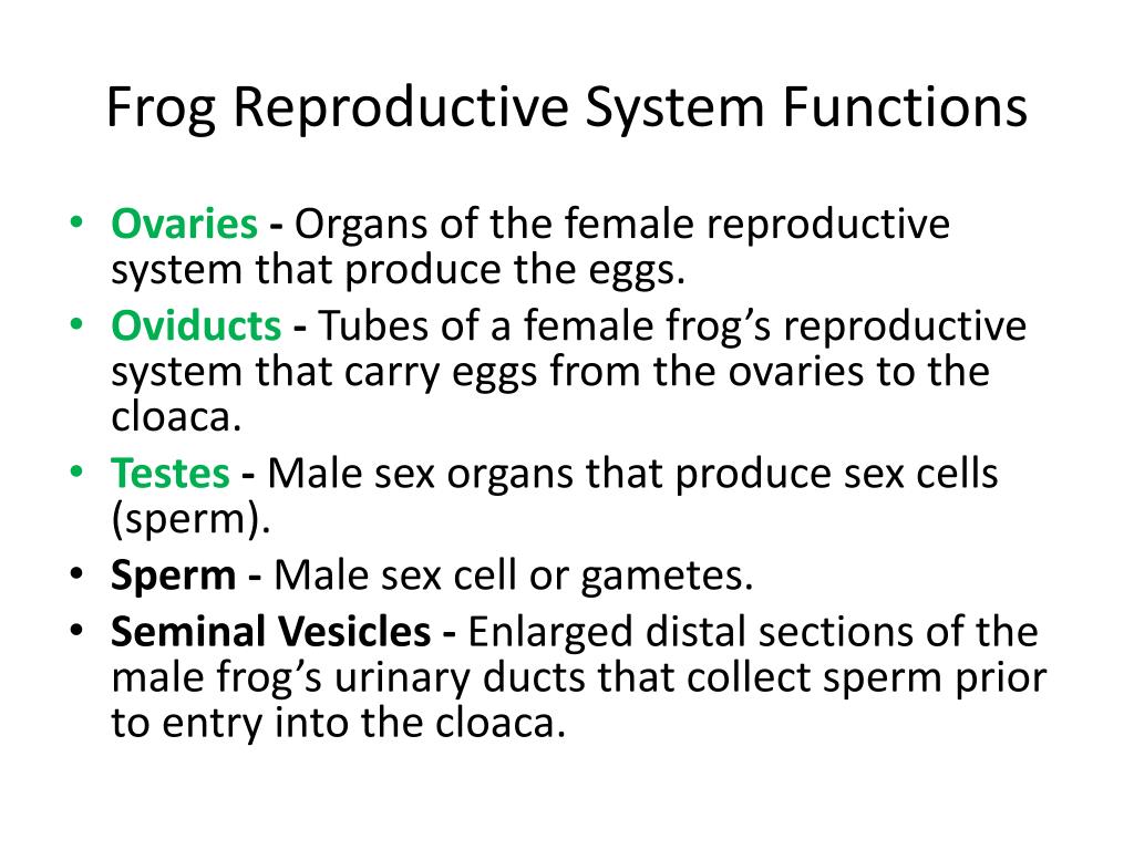 PPT Frog Body Parts And Functions Know The Terms In Green PPT Frog Body Parts And Functions Know The Terms In Green