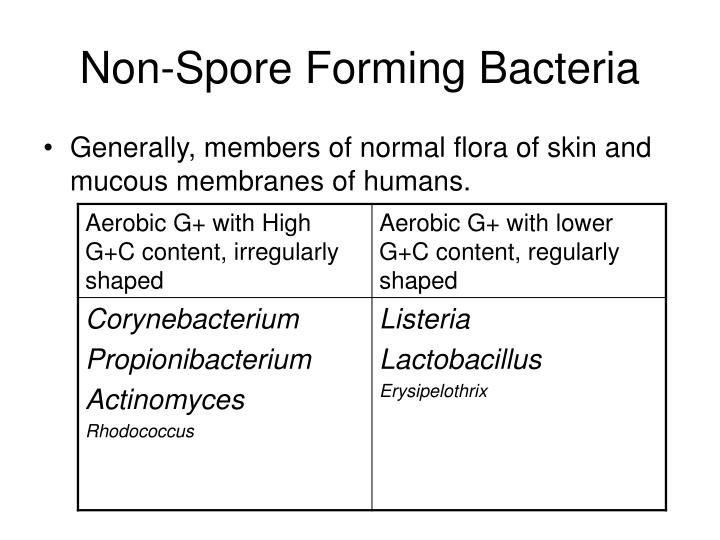 PPT - Spore Forming and Non-Spore Forming Gram-positive Bacilli 10 th ...