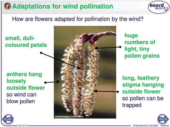 PPT - Different types of environment PowerPoint Presentation - ID:666976