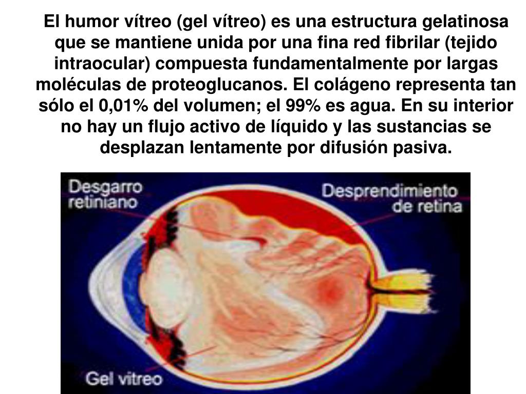 PPT - Humor vítreo en la Toxicología Forense PowerPoint Presentation ...