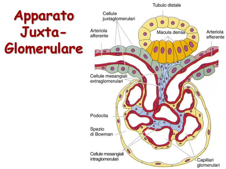 PPT - Sistema Urinario PowerPoint Presentation - ID:668602