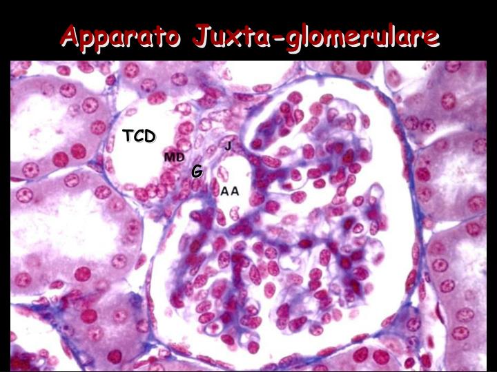 PPT - Sistema Urinario PowerPoint Presentation - ID:668602