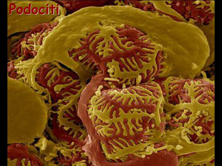 PPT - Sistema Urinario PowerPoint Presentation - ID:668602