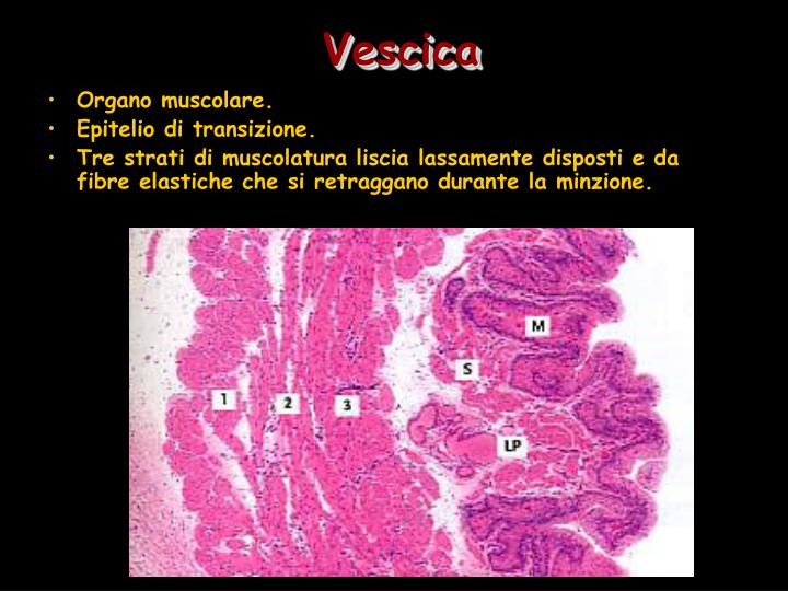 PPT - Sistema Urinario PowerPoint Presentation - ID:668602