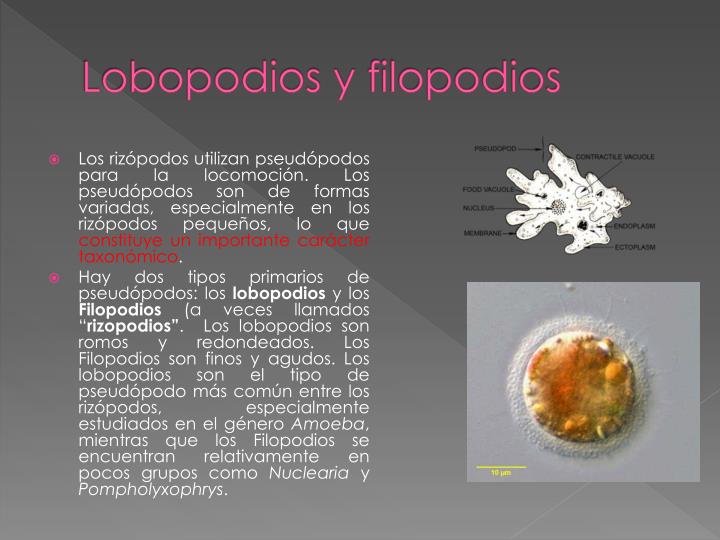 PPT - Filo Rhizopoda y Actinopoda PowerPoint Presentation - ID:668783
