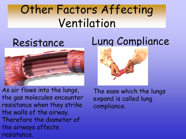 PPT - Pulmonary Ventilation PowerPoint Presentation - ID:668811