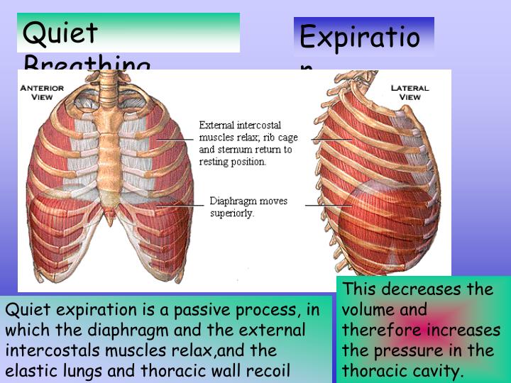 PPT - Pulmonary Ventilation PowerPoint Presentation - ID:668811