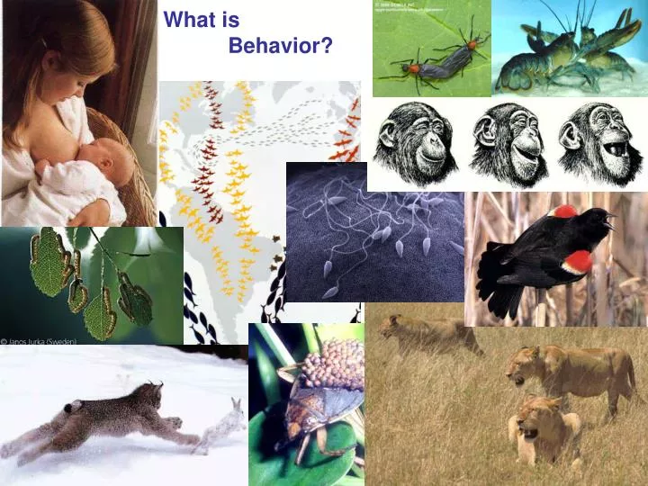 PPT - What is Behavior? PowerPoint Presentation, free download - ID:669029