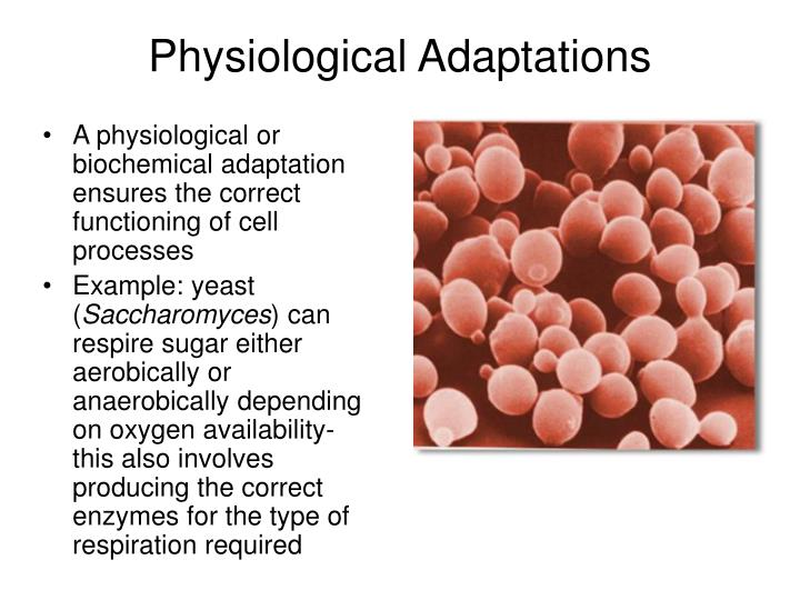 PPT - Evolution PowerPoint Presentation - ID:669335