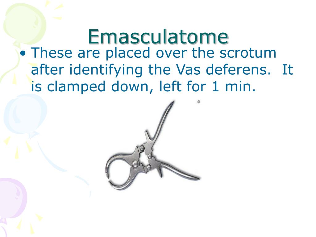 PPT - Exanimation of the Male Reproductive Anatomy PowerPoint ...