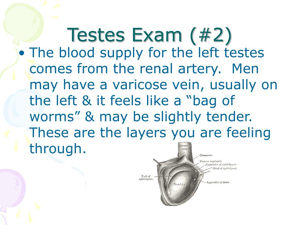 PPT - Exanimation of the Male Reproductive Anatomy PowerPoint ...