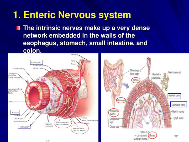 PPT - General principles of gastrointestinal system function PowerPoint ...