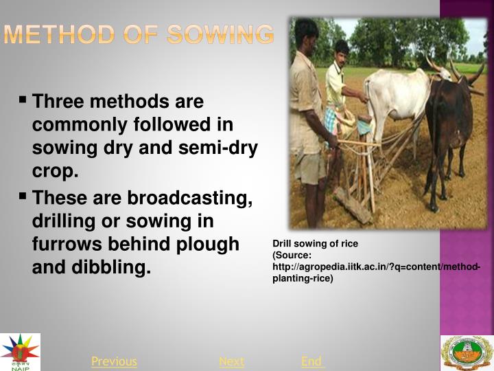 PPT - DIRECT SEEDING OF RICE (WET AND DRY) PowerPoint Presentation - ID ...