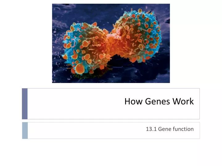 PPT - How Genes Work PowerPoint Presentation, free download - ID:671280