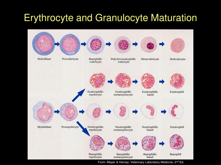 PPT - Bone Marrow Evaluation PowerPoint Presentation - ID:671342