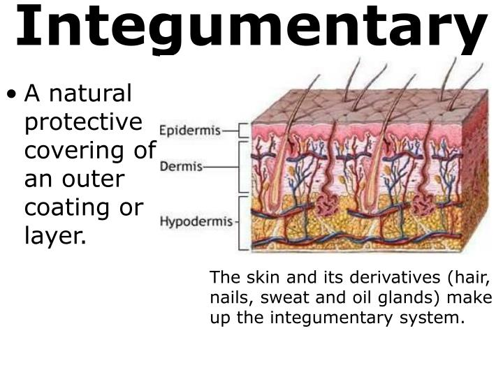 PPT - 7th Grade Unit 5: The Structure and Function of Body Systems ...