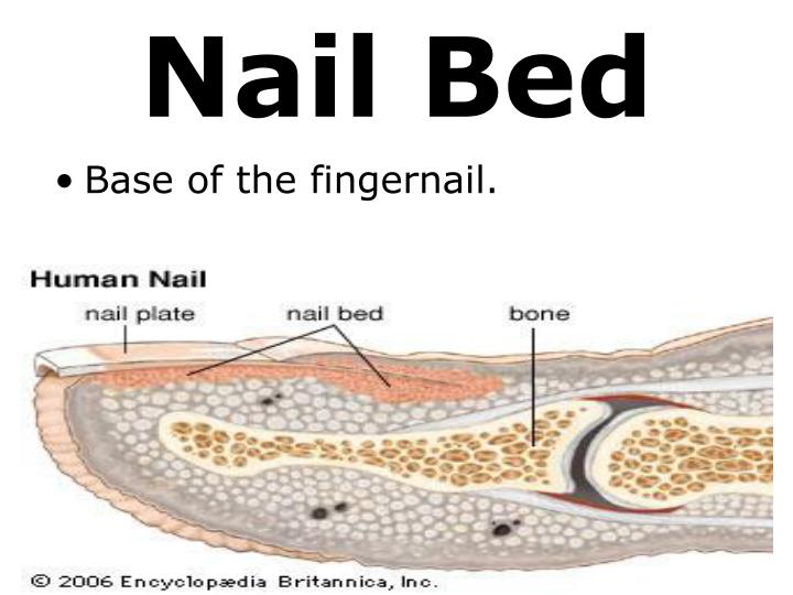 PPT - 7th Grade Unit 5: The Structure and Function of Body Systems ...