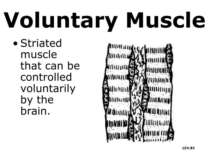 PPT - 7th Grade Unit 5: The Structure and Function of Body Systems ...