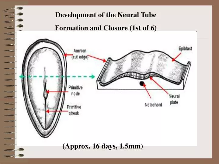 PPT - Development of the Neural Tube Formation and Closure (1st of 6 ...